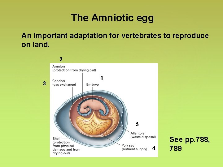 Class Reptilia Keratin is a protein that binds