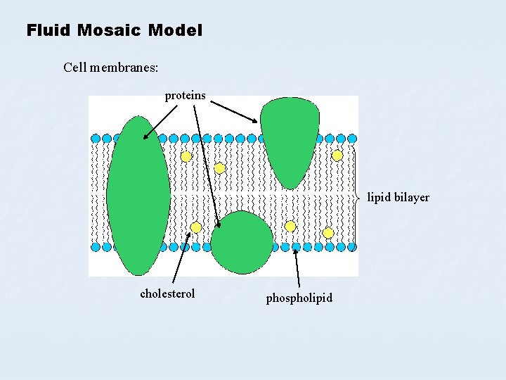 The Cell Membrane and Regulation Function of a