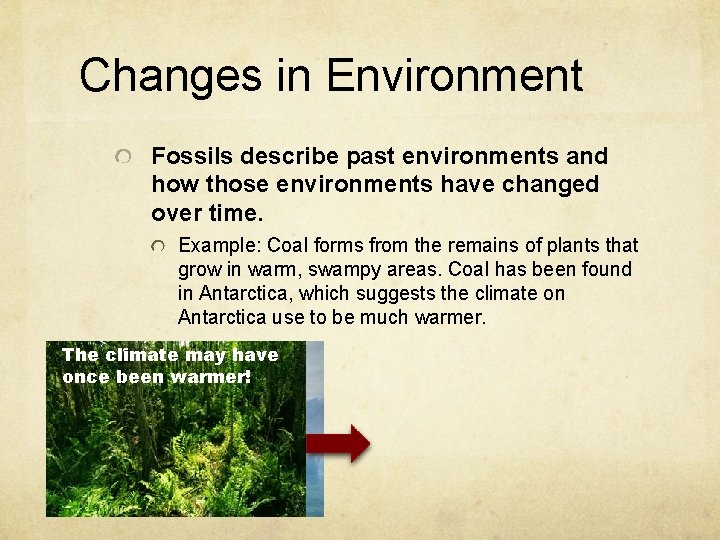 1 Describe in 3 4 steps how fossils