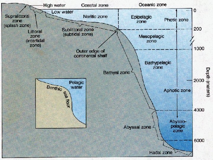 Oceanic Zones I The Pelagic Zone A Begins