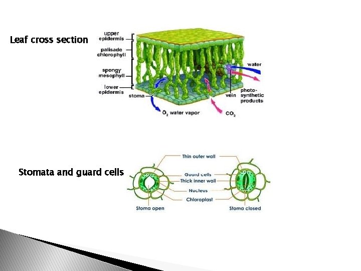 Biochemical Processes of Living Things Cellular Respiration and