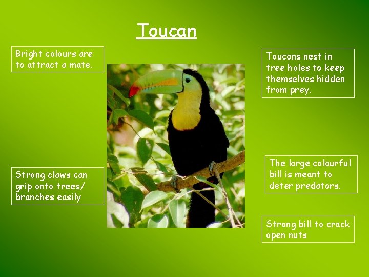 Animals of the rainforest By the end of