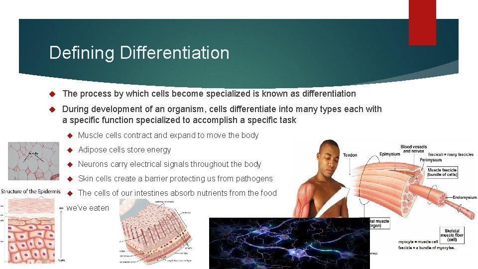 Cell Differentiation CHAPTER 10 4 Objectives Explain how