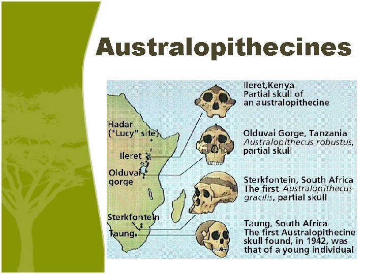 The Hominids SBI 3 U Who are we