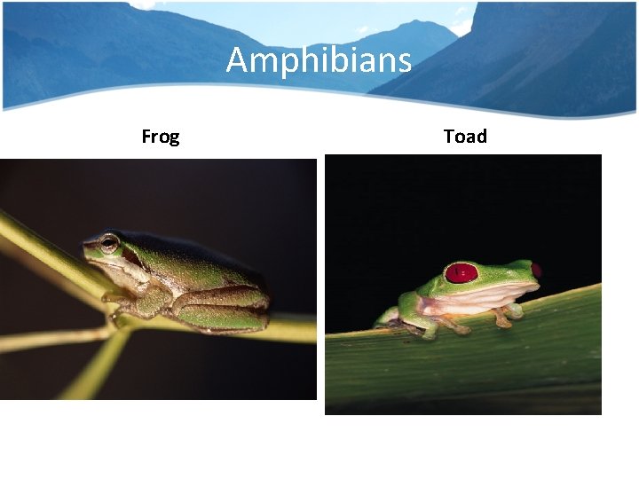 All About Animals Today we will learn How