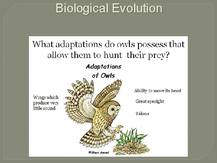 Biological Evolution a change in the characteristics of