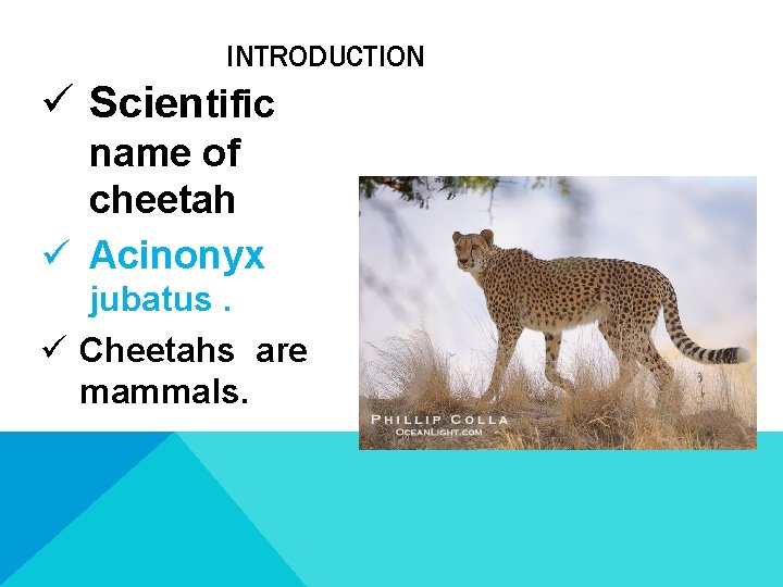 CHEETAHS FAST AND FURIOUS BY SAMANTHA POWER POINT