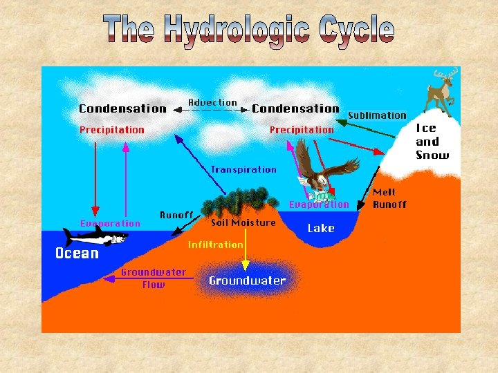 WATER CARBON AND NITROGEN CYCLES Essential Questions What