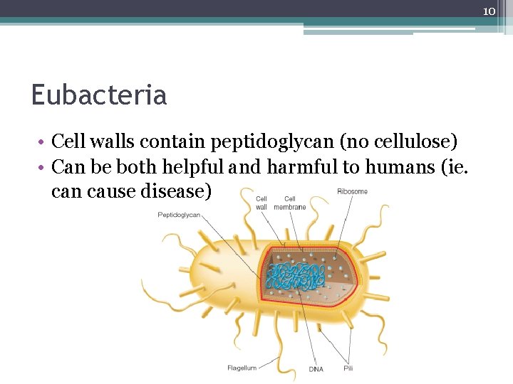 1 Bacteria Archaebacteria and Eubacteria 2 2 Kingdoms