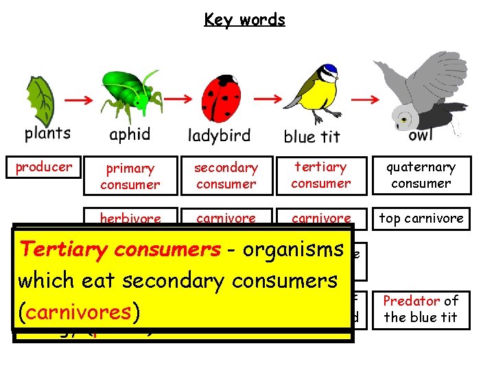A food chain shows what is eaten by