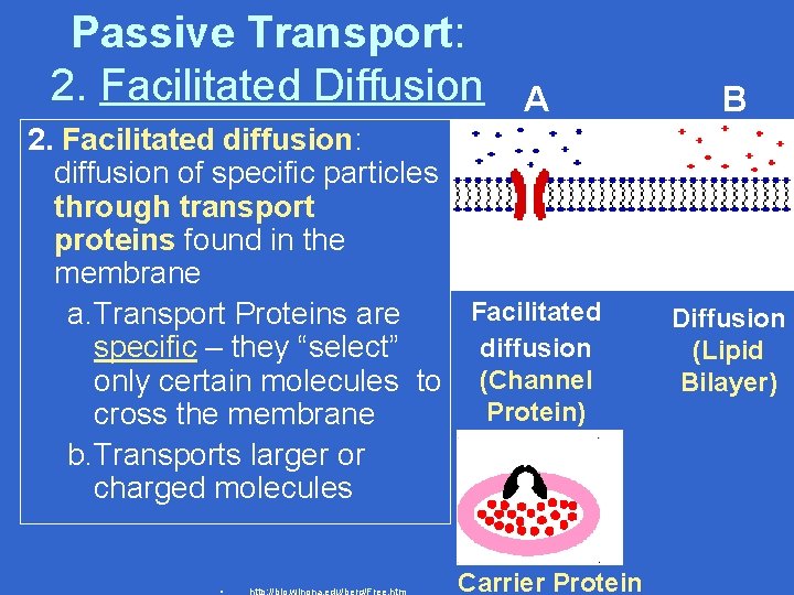 Cellular Transport Ch 7 3 About Cell Membranes