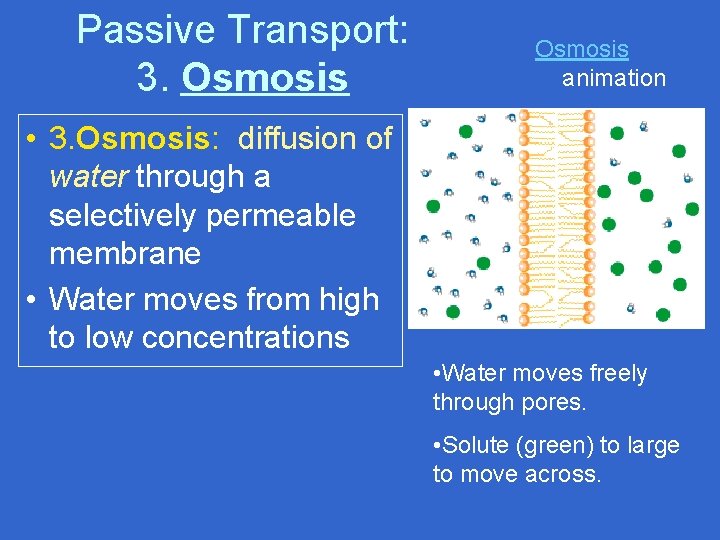 Cellular Transport Ch 7 3 About Cell Membranes
