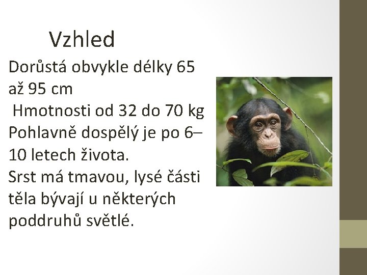 impanz Anika Vu Obecn informace e ivoichov Kmen