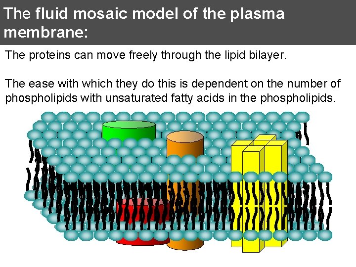 Membranes in cells Chapter 2 3 Objectives of