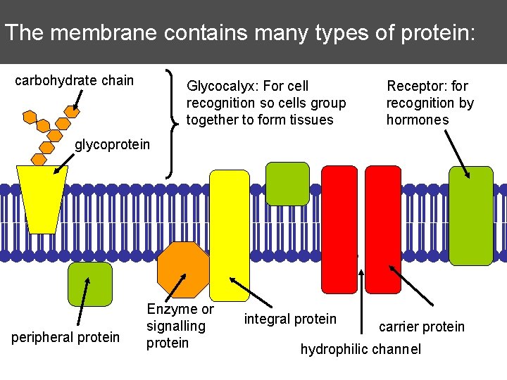 Membranes in cells Chapter 2 3 Objectives of