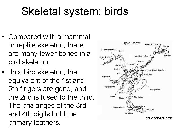 Skeletal system BY Chris Spurrier Kyle Sam Moutry