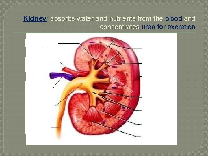 Osmoregulation Excretory System Purpose Maintain homeostasis by regulating