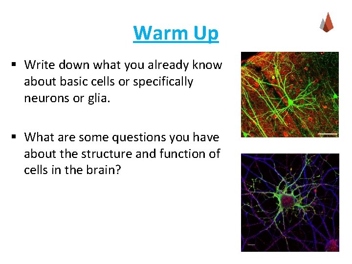 Neurons Professor Name Class and Section Number Learning