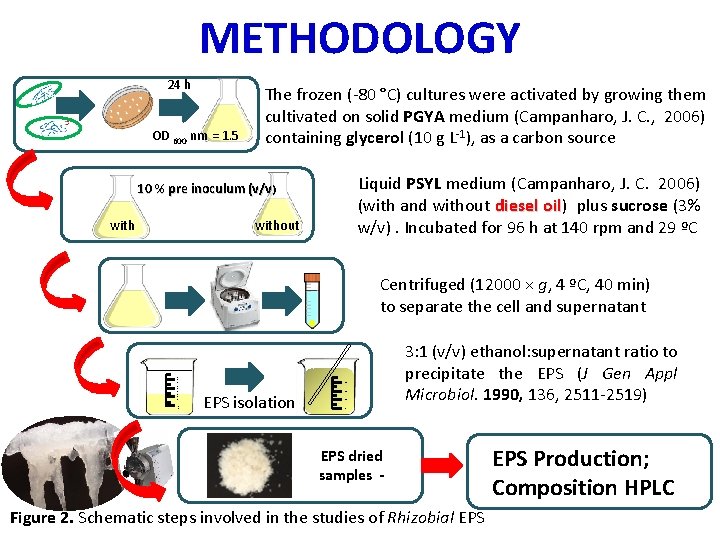 PRODUCTION OF EXOPOLYSACCHARIDE FROM RHIZOBIA WITH POTENTIAL BIOEMULSIFYING