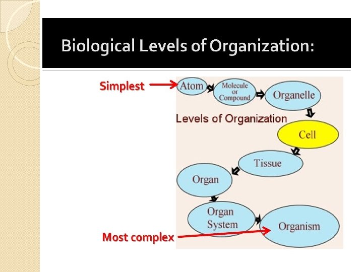 Unit 1 Biology Introduction Topic Levels of Organization