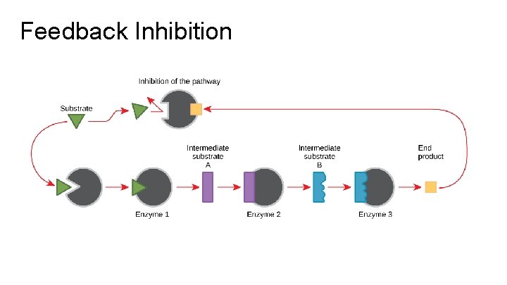 Metabolism Chapter 6 Bioenergetics energy flow in systems