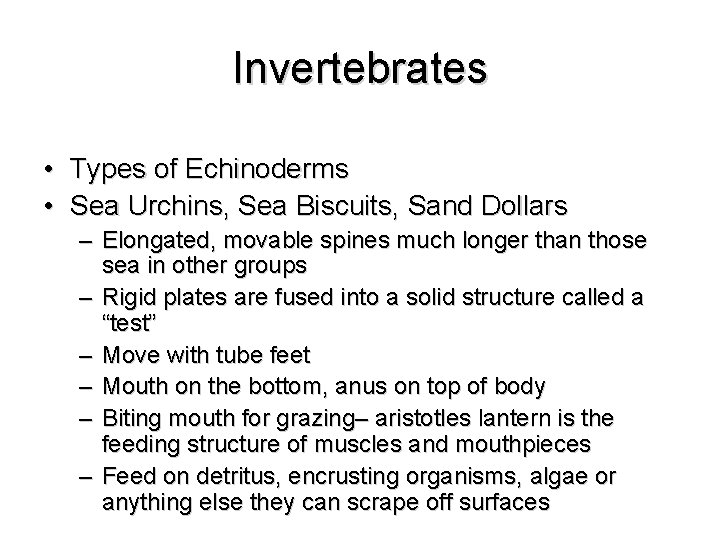 Phylum Echinoderms Invertebrates Echinoderms Characteristics of Phylum Name