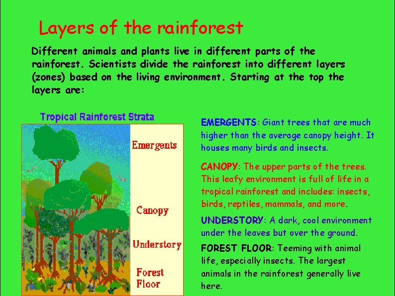 Rainforests as habitats What are rainforests Rainforests are