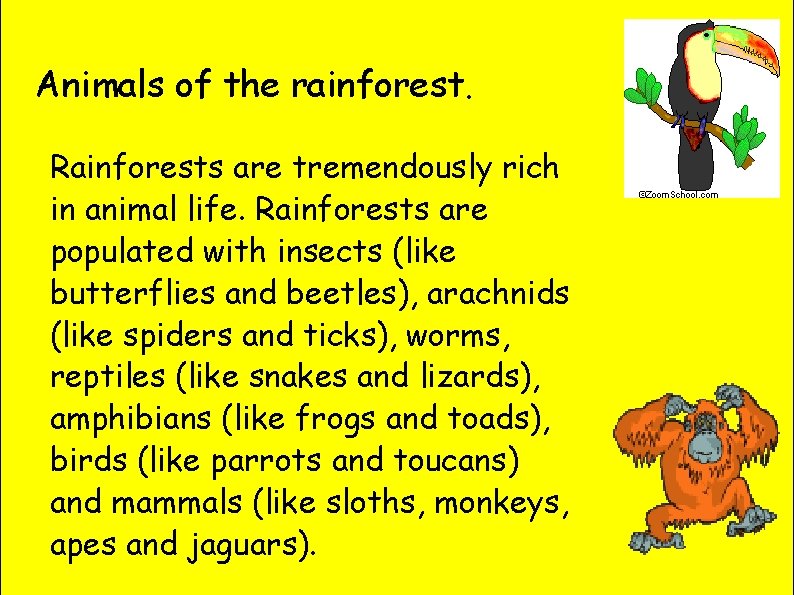 Rainforests as habitats What are rainforests Rainforests are