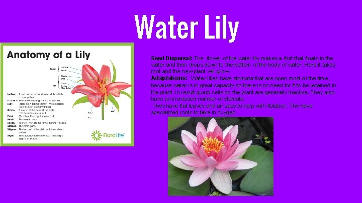 Freshwater Biome By Amber Iman and Fatima Habitat