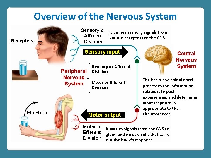 Lecture 17 Nervous Tissue Chapter 12 Objectives 1