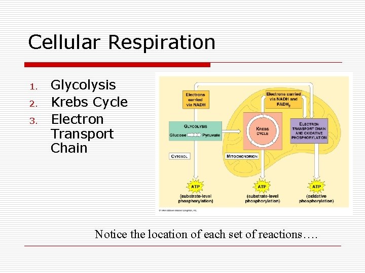 Cellular Respiration Aerobic Respiration The Harvesting of Chemical