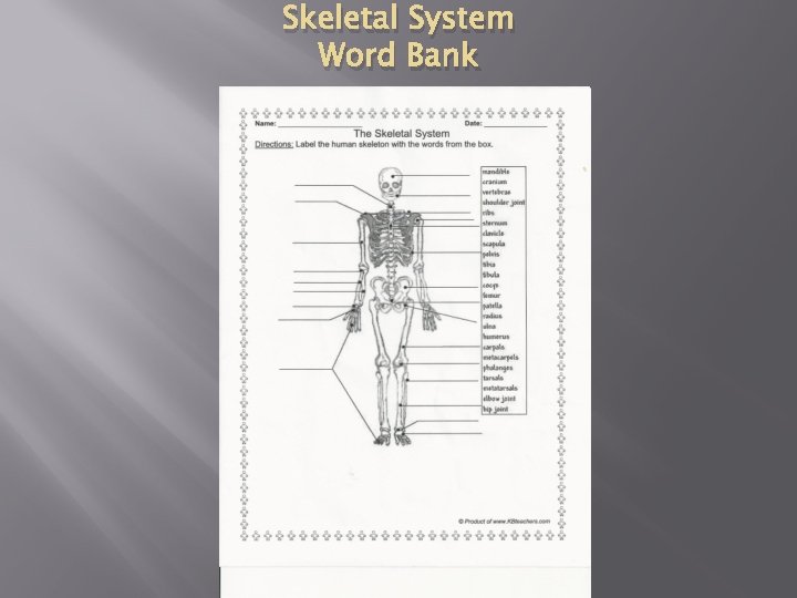 WEIGHT TRAINING CONDITIONING I Basic Anatomy Skeletal System
