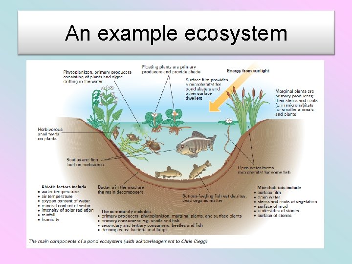 Food chains and food webs WAL About how