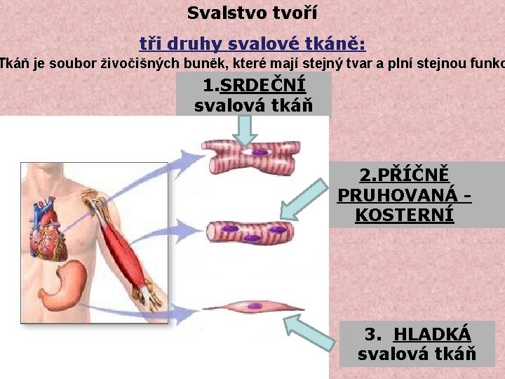 VY32INOVACE09P 212 POHYBOV SOUSTAVA Stavba a innosti sval