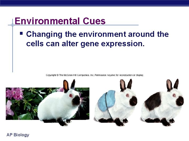 Development AP Biology Big Questions 1 How does