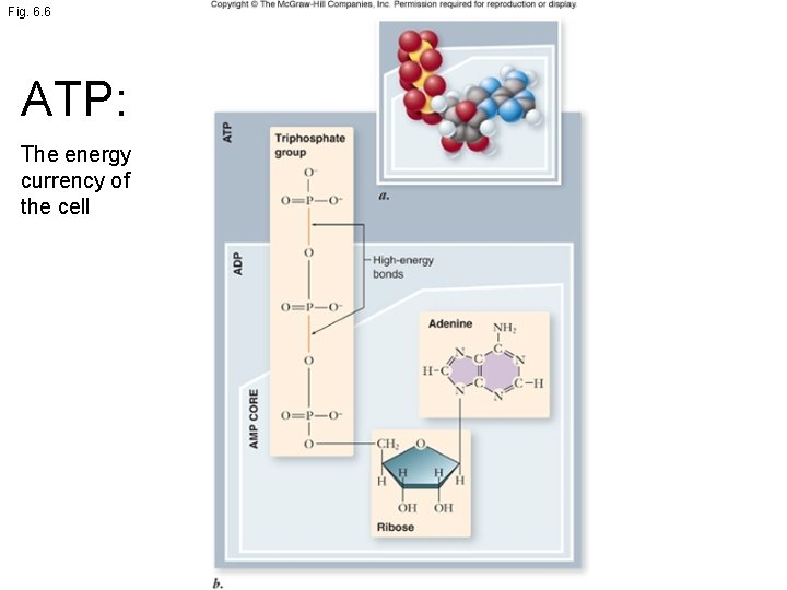 Energy and Metabolism life energy transformation Each property