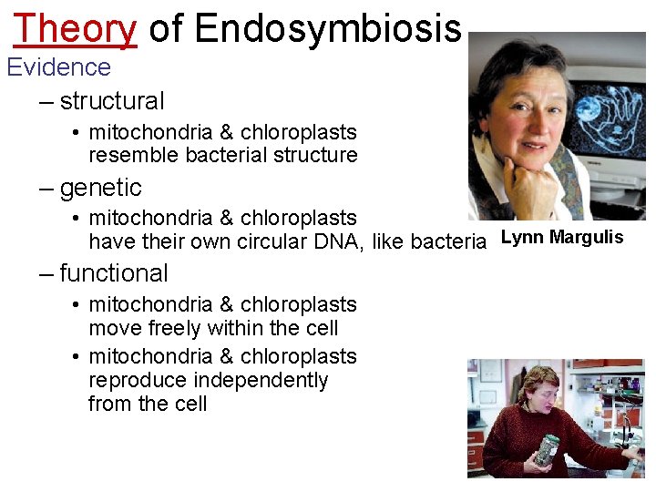 Endosymbiosis Evolution of eukaryotes origin of chloroplasts engulfed
