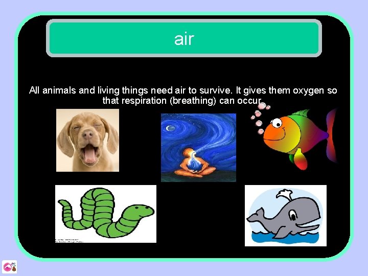 What are the basic needs of an animal