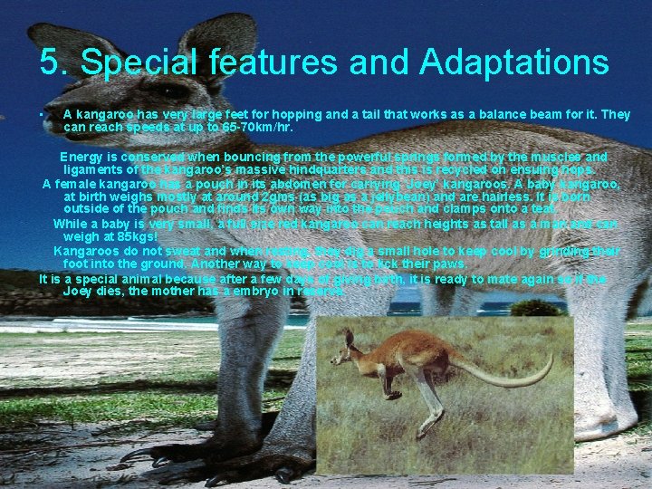 Science Research Investigation Vertebrate Power Point Presentation KANGAROO