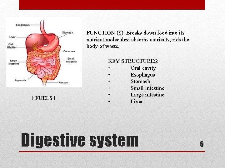 Human Body Systems By Kinize Martin 1 FUNCTION