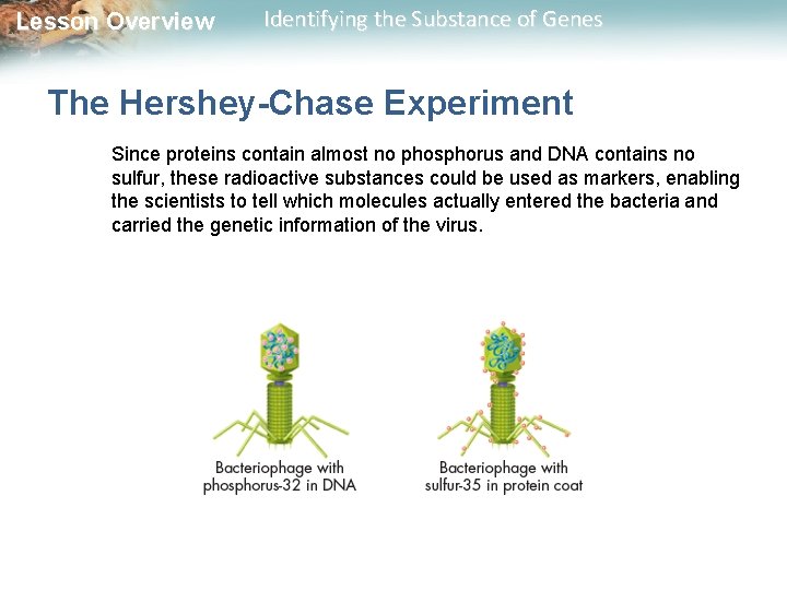 Lesson Overview 12 1 Identifying the Substance of