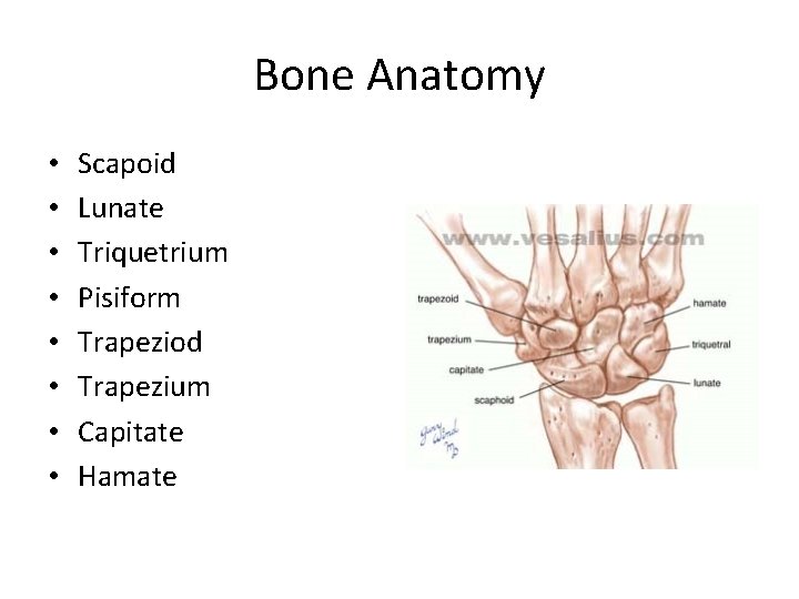 Wrist and Hand Anatomy Bone Anatomy Scapoid Lunate