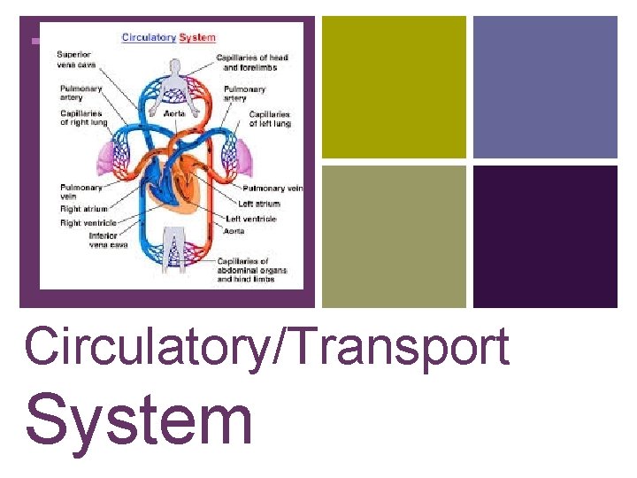 The Human Body ORGAN SYSTEMS Remember O C
