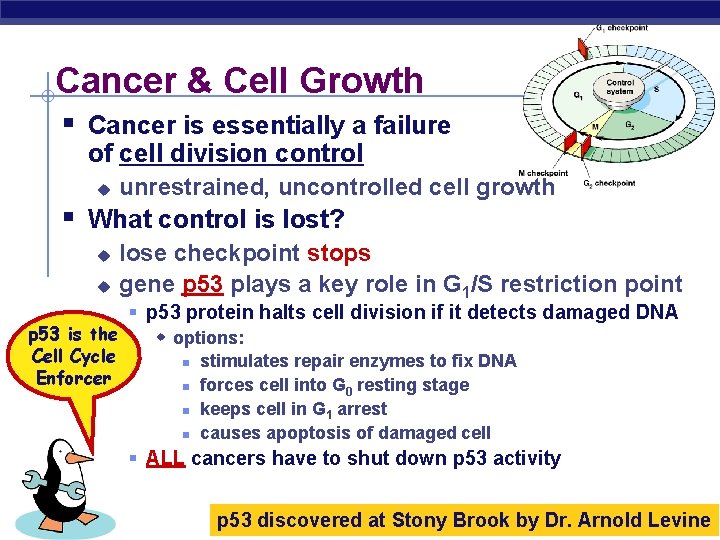 Regulation of Cell Division and Cancer AP Biology