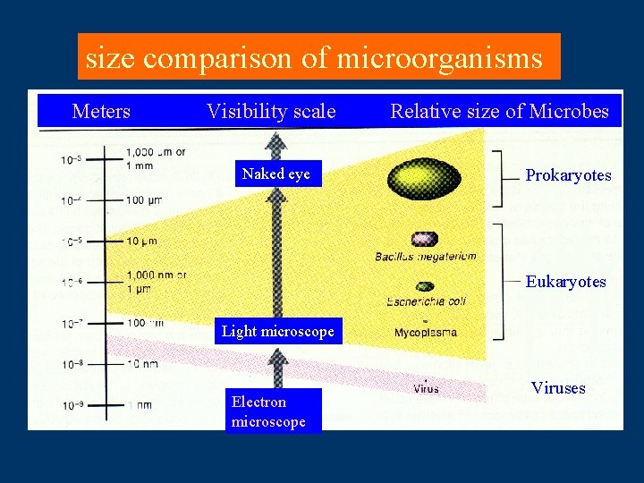 Chapter 2 Cell Biology Chapter outline 2 1