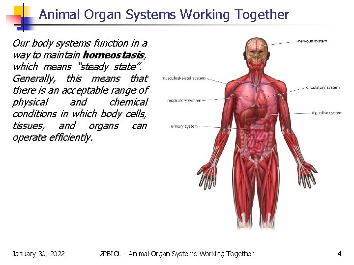 SNC 2 P BIOLOGY TISSUES ORGANS SYSTEMS Animal