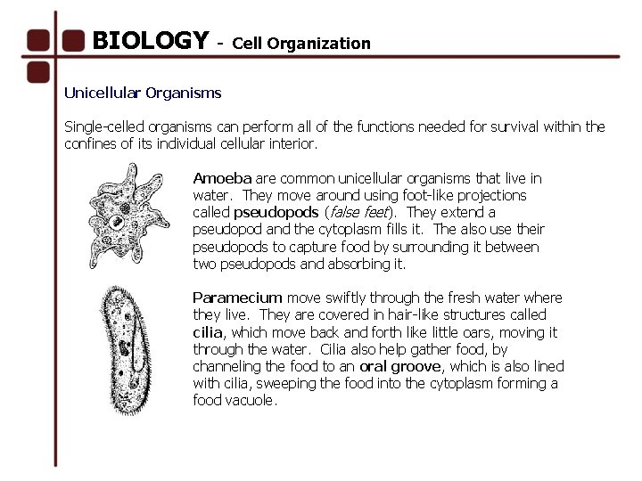 BIOLOGY POWERPOINT SLIDESHOW Grade 8 Science CELLS SYSTEMS