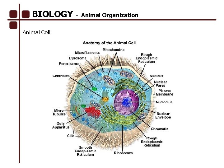 BIOLOGY POWERPOINT SLIDESHOW Grade 8 Science CELLS SYSTEMS