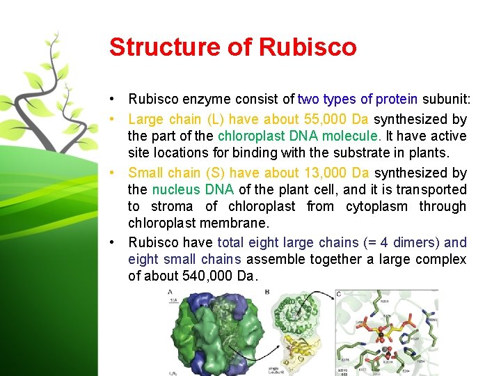 Regulation of Rubisco Introduction Rubisco stand for ribulose