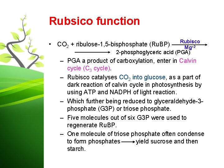 Regulation of Rubisco Introduction Rubisco stand for ribulose